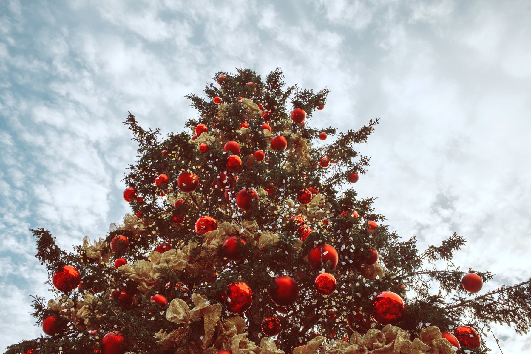 Christmas Tree Rental & Hire – The Nordmann